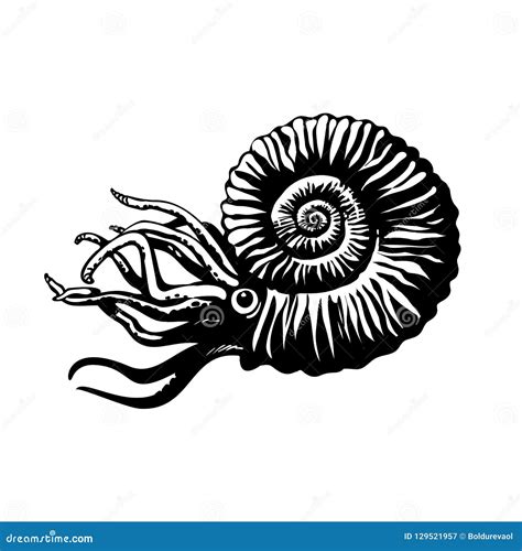 Ammonoidea Or Marine Mollusc Fossil Ammonite Or Seashe Nautilus Seashell Outline Black Ink