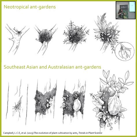 Royal Entomological Society On Linkedin Evolution Cultivation Ants Trends Plant Science
