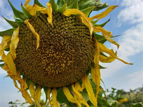 ငဖဲမြို့နယ် ချောင်းဖြူကျေးရွာတွင် စိုက်ပျိုးထားသော နွေ နေကြာ သီးနှံစိုက်ခင်းအောင်မြင်ဖြစ်ထွန်း