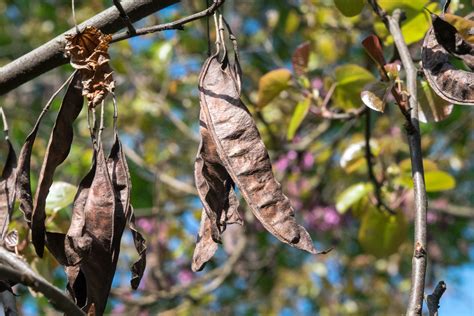 Judino Drvo Cercis Siliquastrum Plantea