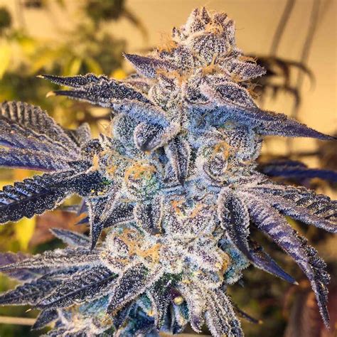 Girl Scout Cookies Regulars Cafe420