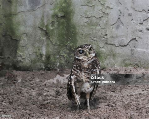 Menggali Burung Hantu Dengan Dinding Foto Stok Unduh Gambar Sekarang Amerika Serikat