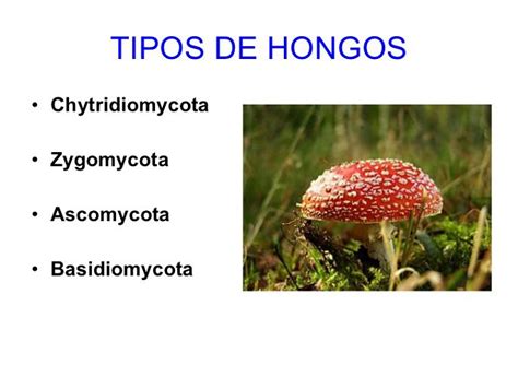 Clases De Hongos Y Su Definicion