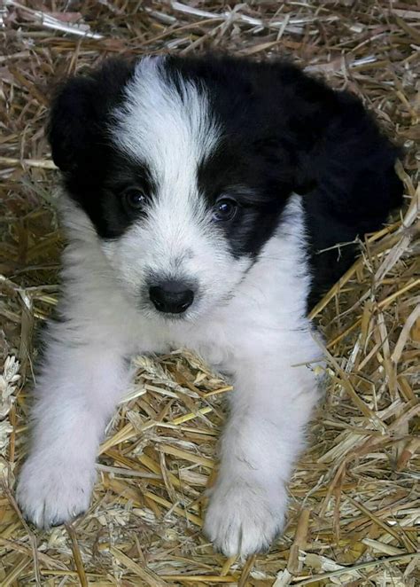 Border X Bearded Collie In Houghton Le Spring Tyne And Wear Gumtree
