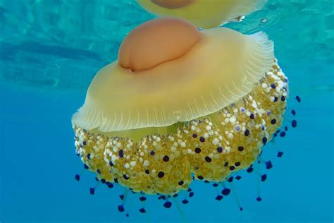 Sono Una Cassiopiea Mediterranea Non Uccidermi Non Sono Urticante E