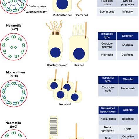 Types Of Cilium A Schematic Of Distinct Types Of Cilium As Seen In