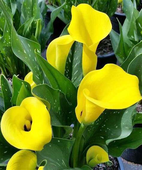 Цветы комнатные кала 60 фото