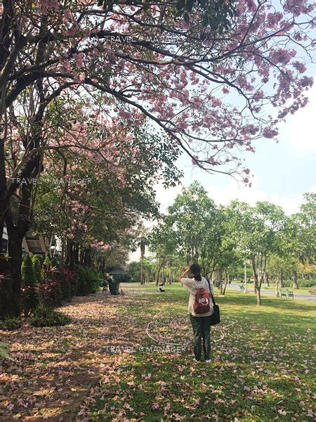 ตื่นตาตื่นใจ “ชมพูพันธุ์ทิพย์” บานสะพรั่งที่สวนจตุจักร ความงามรับร้อนที่ทุกคนสัมผัสได้
