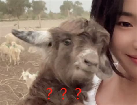 这位美少女才配叫“杀疯了”，网友：“你微微一笑，羊生死难料” 哔哩哔哩