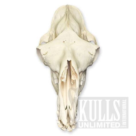 Camel Skull Aerial Skull Drawing