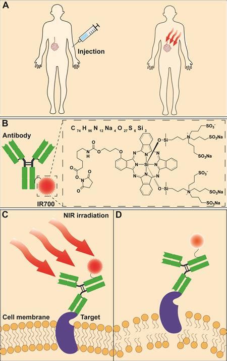 Near Infrared Photoimmunotherapy Design And Potential Applications For Cancer Treatment And Beyond