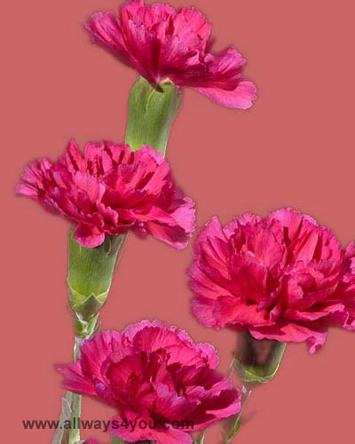 Allways4you Mini Carnations
