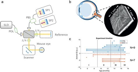 Oct Imaging Of The Mouse Eye And Experiment Timeline A Sketch Of The Download Scientific
