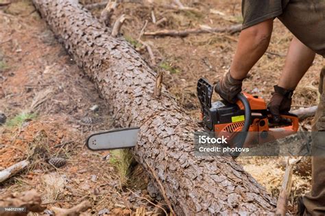 직원이 나무를 베는 과정에서 전기 톱으로 나무를 자르는 상황이 발생하여 숲이 파괴됩니다 45 49세에 대한 스톡 사진 및 기타 이미지 45 49세 공익 기업체 나무