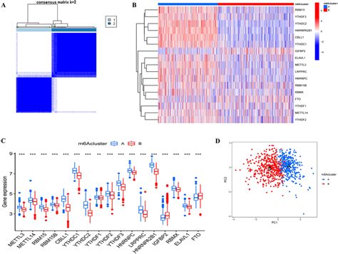 Consensus Clustering Analysis Of The 17 Differentially Expressed M6a Download Scientific
