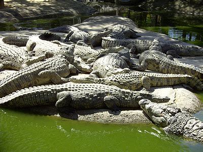 Free Photo Crocodile Eat Wildlife Nature Hippopx