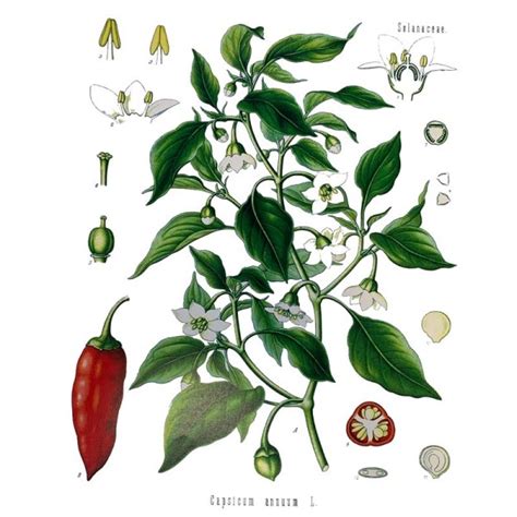 Chile Capsicum Annuum Quinta Dominica