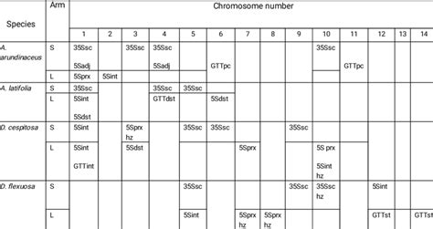 Localization Of 35s Rdna 5s Rdna And Gtt 9 Sites On Chromosomes Of Download Scientific