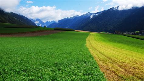 Grass Summer Field Wallpaper 2560x1440