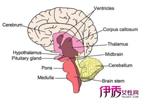 【脑垂体分泌的激素是什么】【图】脑垂体分泌的激素是什么 解析五大激素的功能 3 伊秀健康