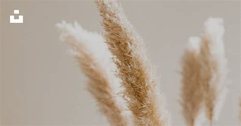 흰색 클러스터 꽃잎 꽃 클로즈업 사진 사진 Unsplash의 무료 최소 이미지