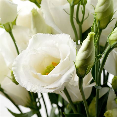 White Lisianthus Wedding Flowers