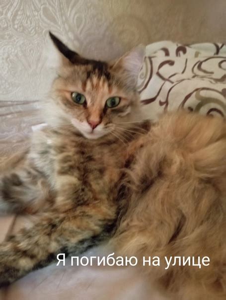 МЕГА СРОЧНО НУЖЕН ДОМ Помогите зеленоглазке обрести дом Изгнана из дома аборигенами котами