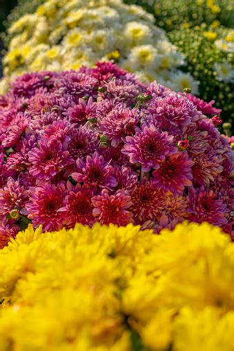 꽃이 만발한 국화 꽃 가을에는 화려한 화단 아침 빛에 아름다운 생생한 자연 배경 0명에 대한 스톡 사진 및 기타 이미지 0명 가을 개체 그룹 Istock