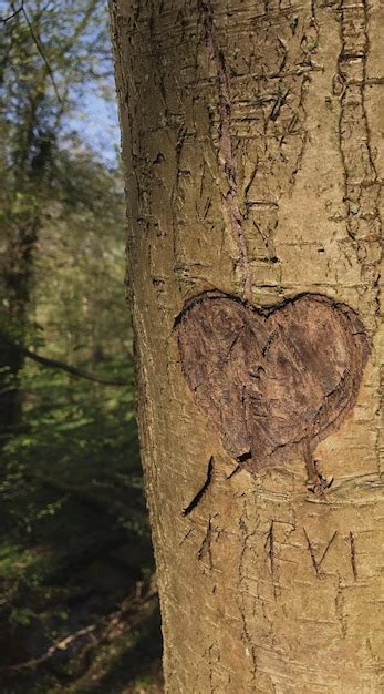 Premium Photo Close Up Of Heart Shape Tree Trunk