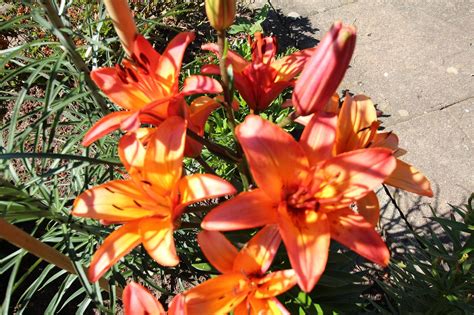 Lily Blossom Bloom Free Photo On Pixabay Pixabay