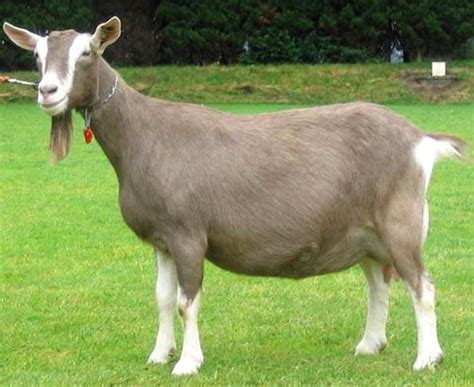 Toggenburg Goat Roys Farm
