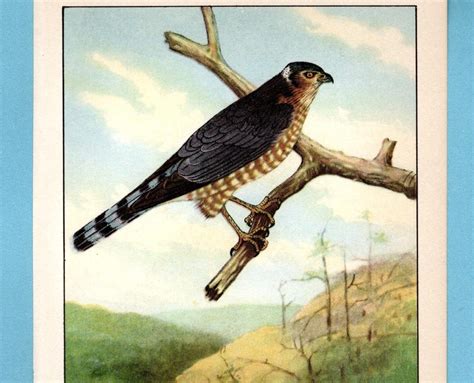 Antique Sharp Shinned Hawk Bird Art Print Marsh Hawk Bird Of Prey