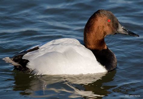 Canvasback Ducks Unlimited