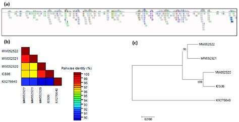 Genome Coverage And Phylogeny A Sequence Reads Mapped To Reference Download Scientific