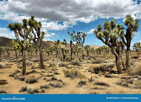 Joshua Tree National Park Mojave Desert California Usa Stock Image