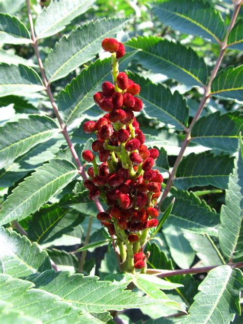 Sumac Definition At Archer Nettlefold Blog