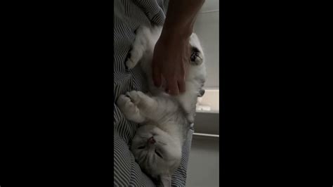 낮잠자는 고양이 고양이와 잠자기 Youtube