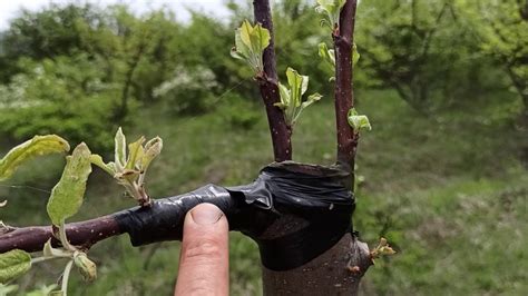 Ашладисване Присаждане Резултати от един ден Обучение съчетано с Дейност Изводи и насоки