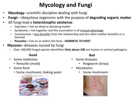 Introduction To Mycology Flashcards Quizlet