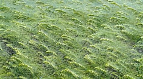 Pollen Affects Cloud Formation And Precipitation Patterns Eurasia Review