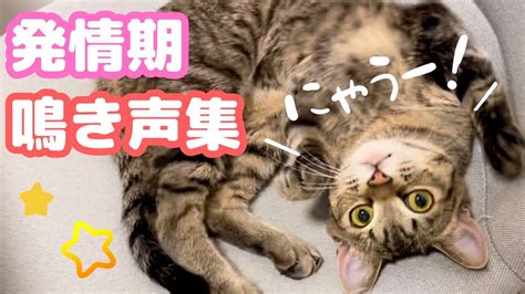 発情期ピークメス猫の鳴き声生後11ヶ月の保護猫が初めて迎えた発情期 YouTube
