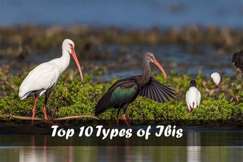Top 10 Types Of Ibis Id Guide With Pictures