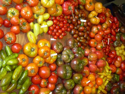 Learning How To Live A Healthy Life How Many Types Of Tomatoes Existed 100 Years Ago