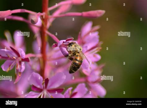 Bees Are Buzzing Stock Photo Alamy