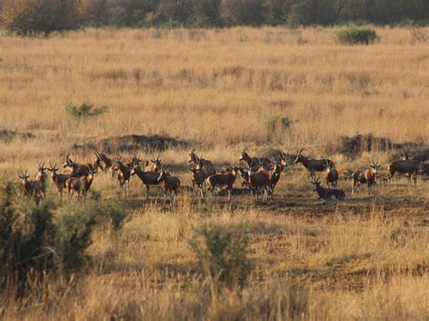 savannah game lodge wedding venue and river resort in parys best getaways south africa s best