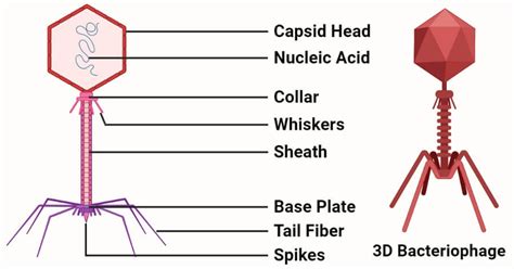 Structure And Life Cycle Of Bacteriophage Your Learning Point