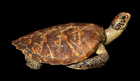 There Is A Sex Bias In Amphibian And Reptile Natural History