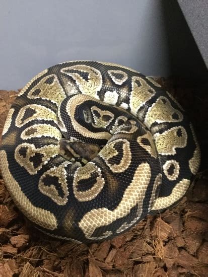 Specter Ball Python By Serenitys Exotics