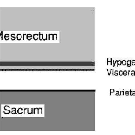 The Relation Of The Hypogastric Nerve To The Visceral Fascia Download Scientific Diagram