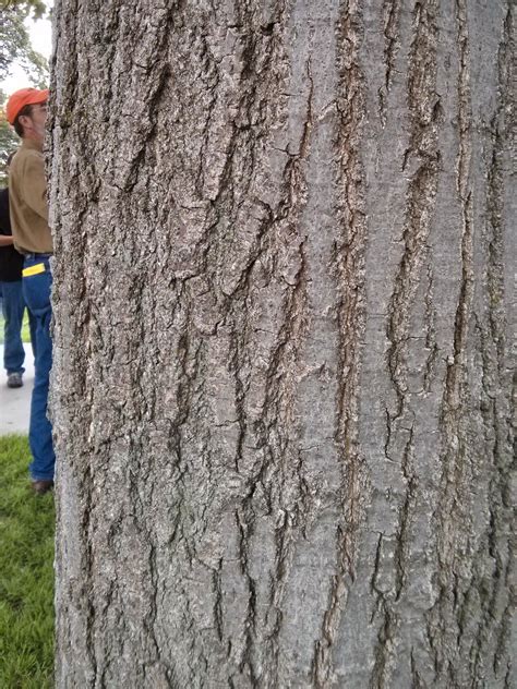 Northern Red Oak Quercus Rubra The Ufor Nursery And Lab